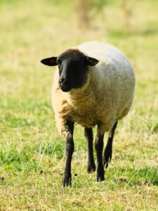 水墨画の動物の簡単な描き方：初心者向け12種類のどうぶつを紹介 - BeBeの水墨画アート｜べべ・ロッカ公式ウェブサイト